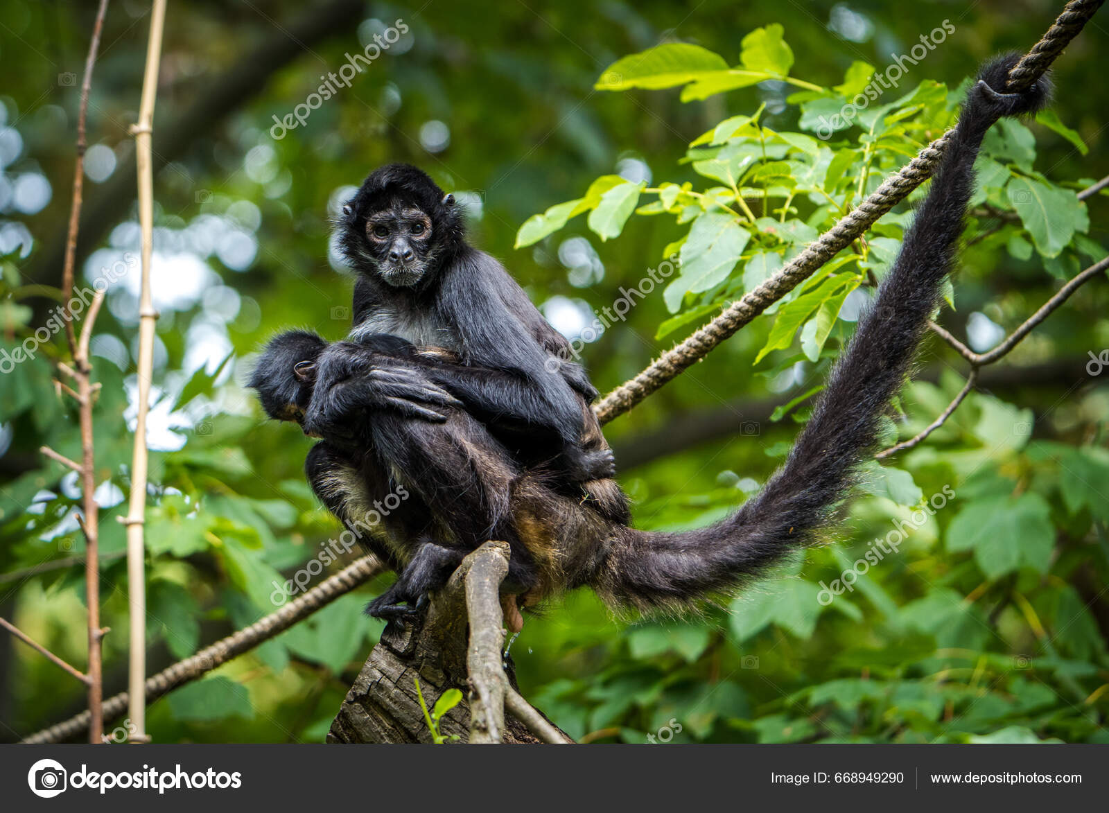 Mexican Spider Monkey Nature Park — Stock Photo © jurra89 #668949290