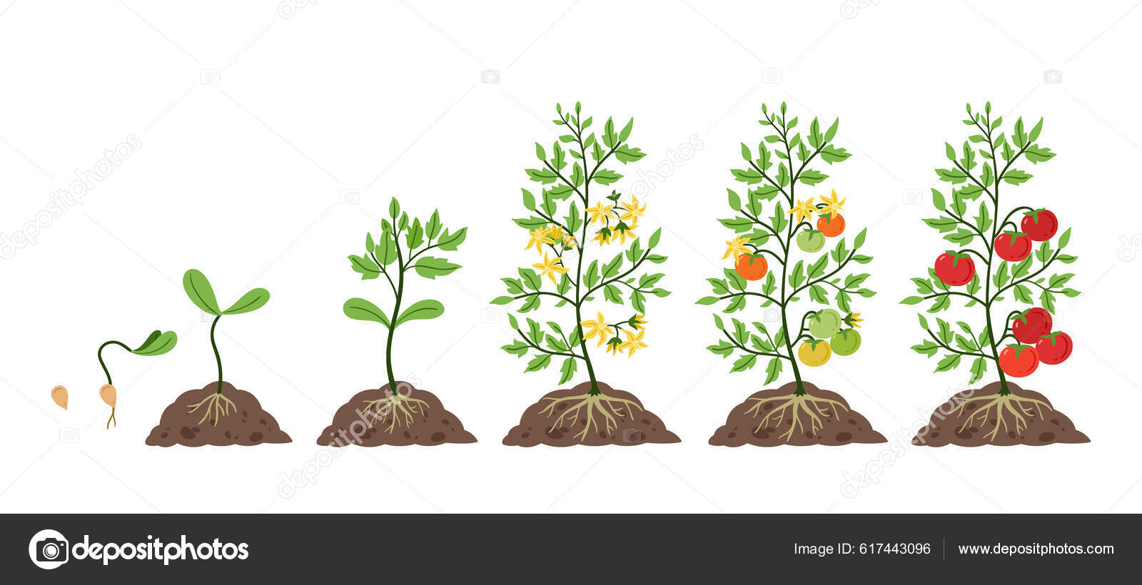 Tomato Plant Growth Life Cycle Growing Stages Tomatoes Seeds Sprout ...