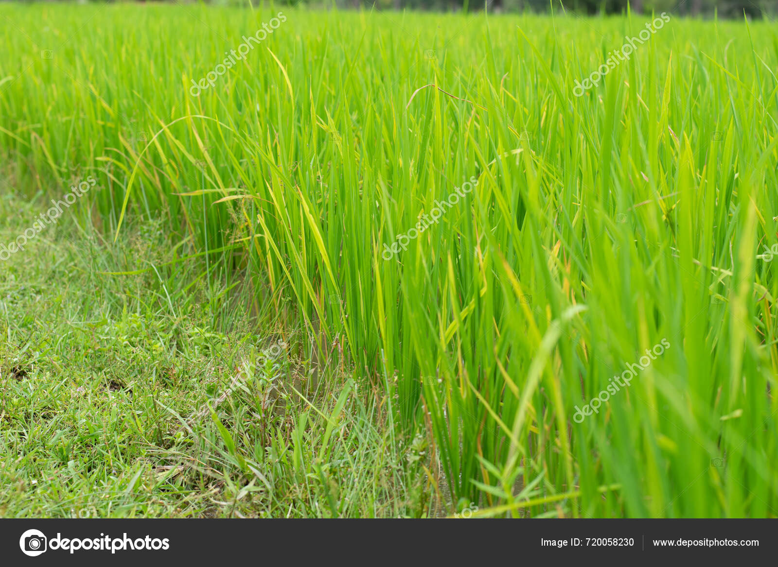 Beautiful Green Paddy Fields Beautiful Paddy Fields — Stock Photo ...