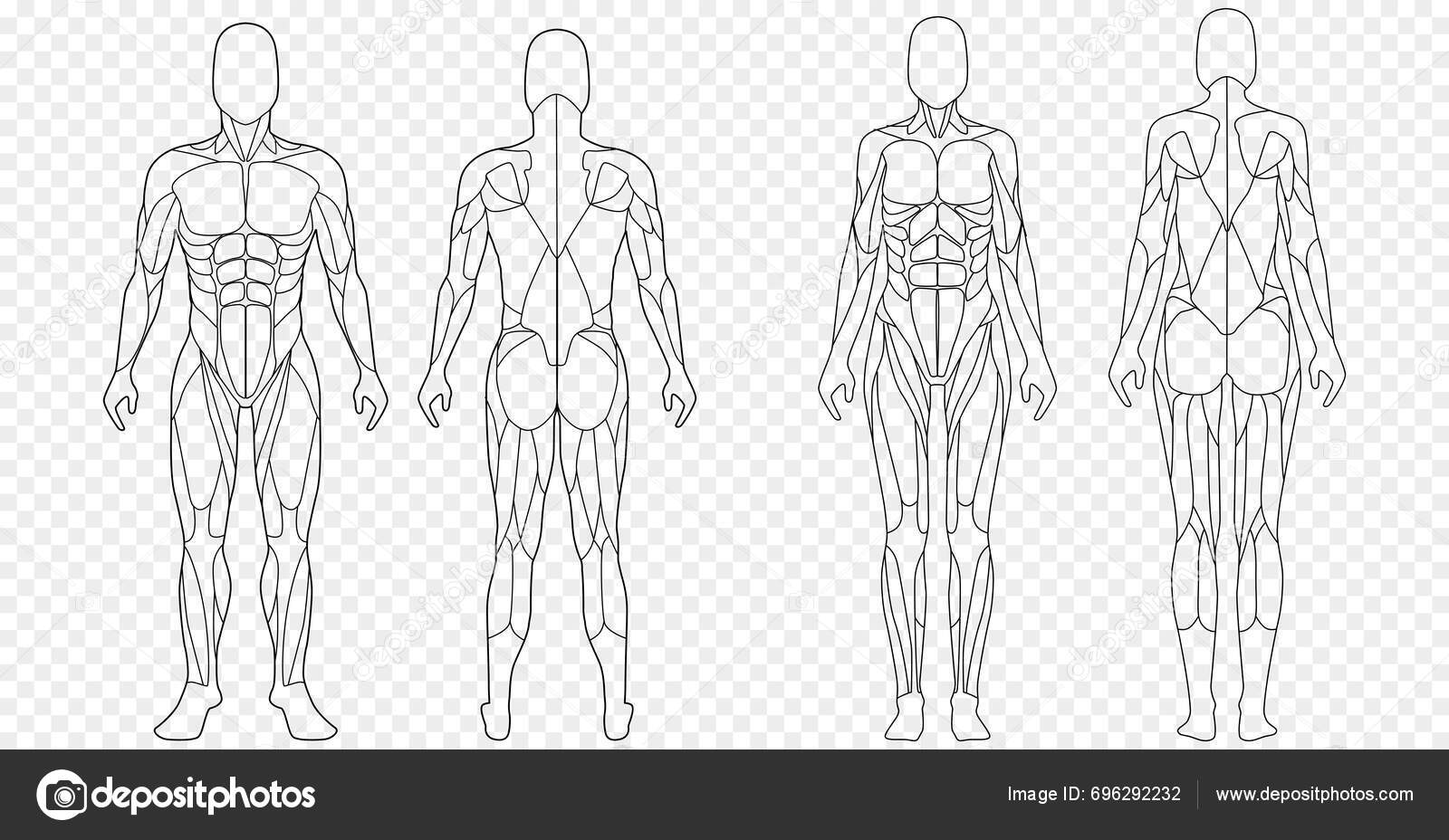 Figura Masculina Femenina Con Músculos Anatómicos Frente Trasero ...