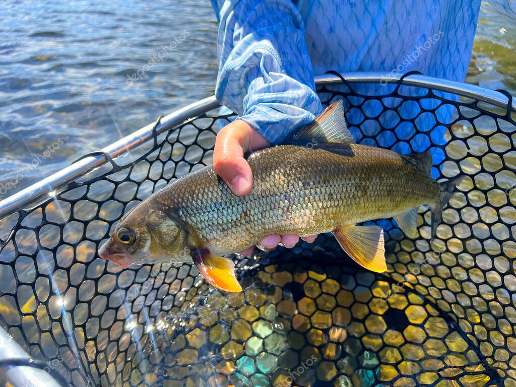 Pez blanco salvaje atrapado en una barra de mosca en el río McKenzie ...