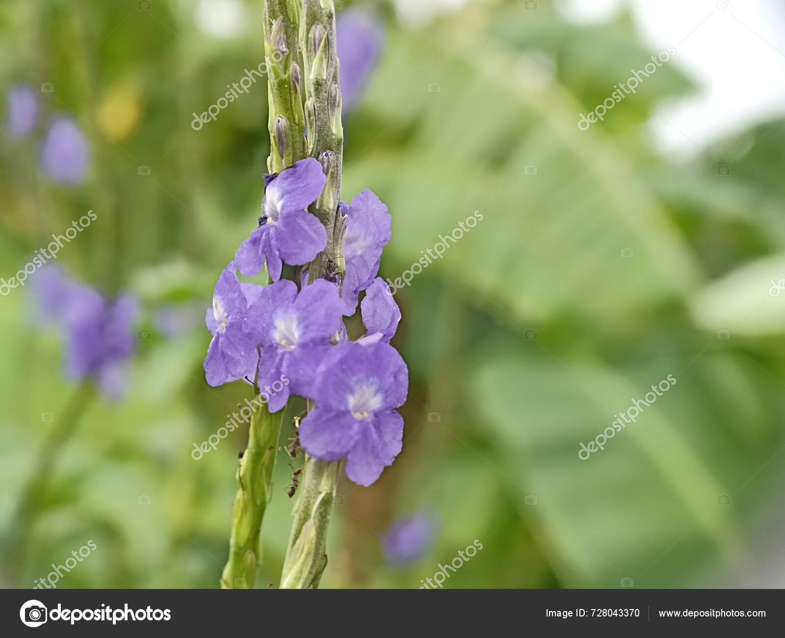 Stachytarpheta Cayennensis Blue Rat Tail Blue Snakeweed Shrub Belongs ...