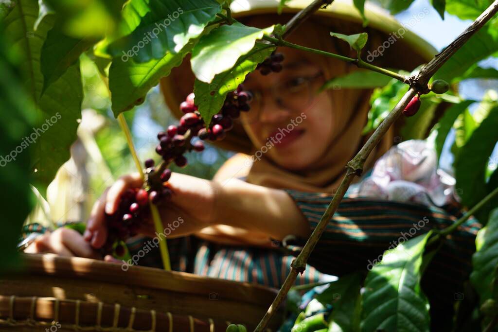 Harvesting Coffee at the ceremony of manten kopi (Coffee marriage ...