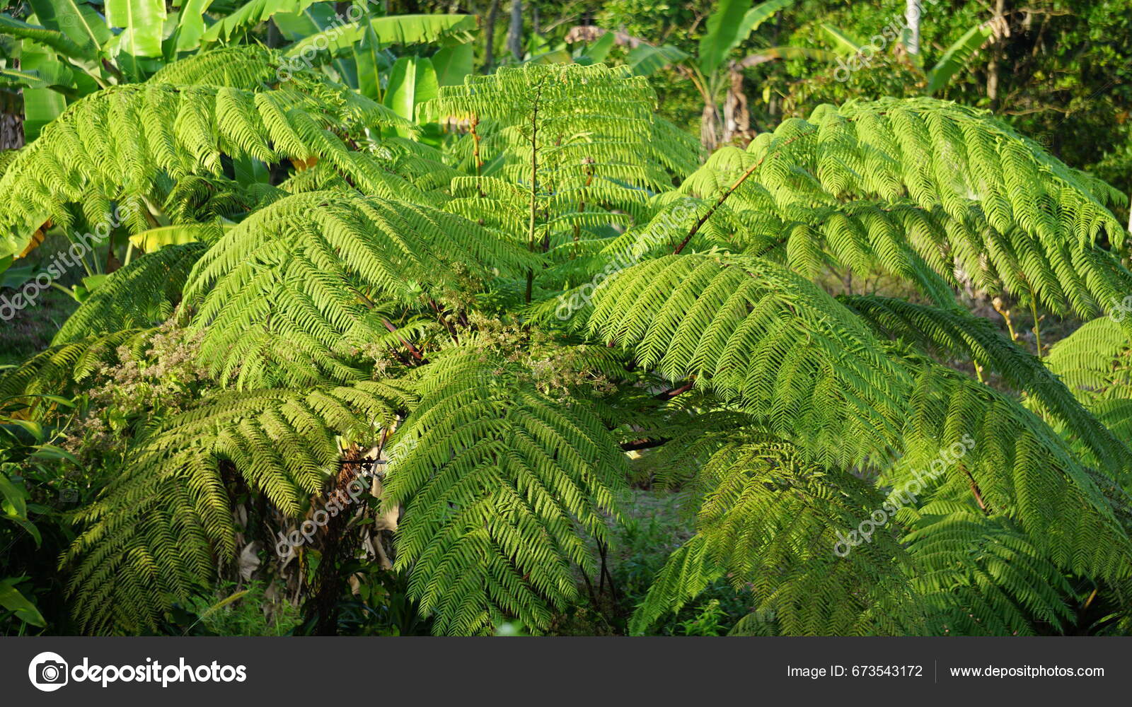 Cibotium Barometz Polypodium Barometz Barometz Golden Chicken Fern ...
