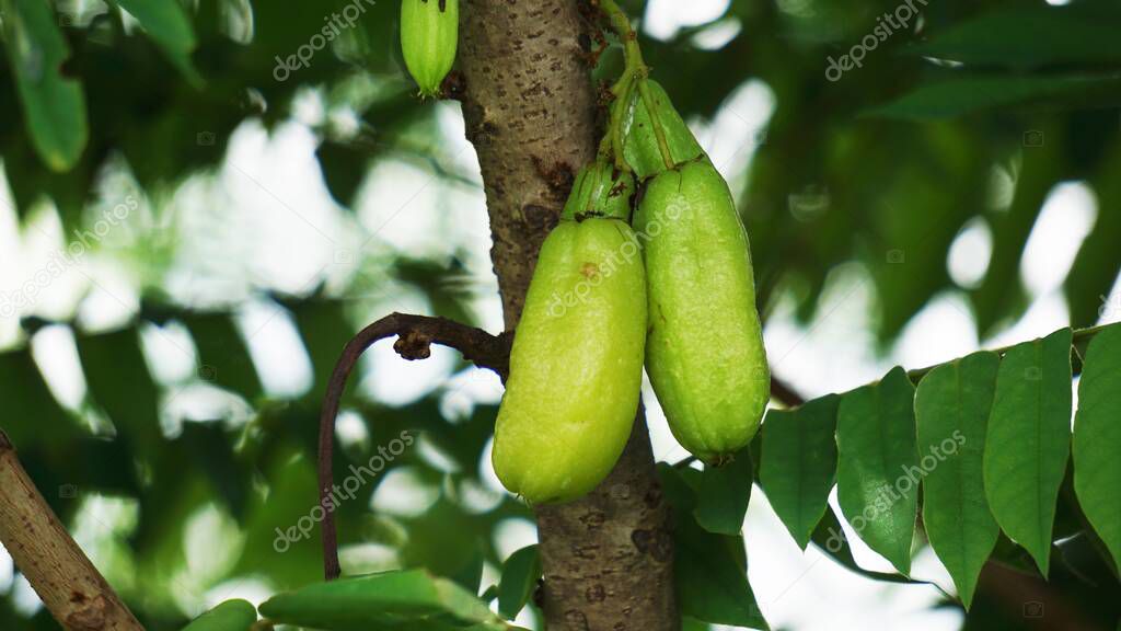 Averrhoa bilimbi (bilimbi, pepino, acedera, belimbing sayur, belimbing ...
