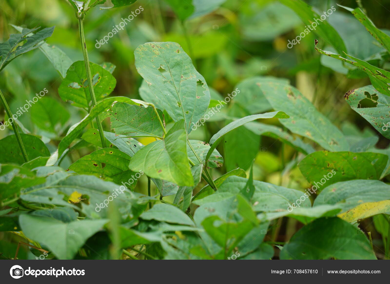 Soybean Also Called Soya Bean Soy Bean Leaves Tree Soybeans — Stock ...