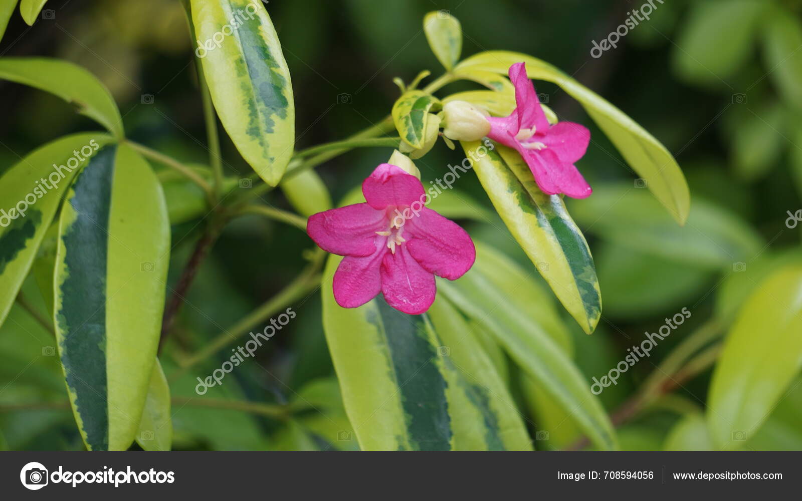 Ravenia Spectabilis Lemonia Spectabilis Ravenia Rosea Variegated ...