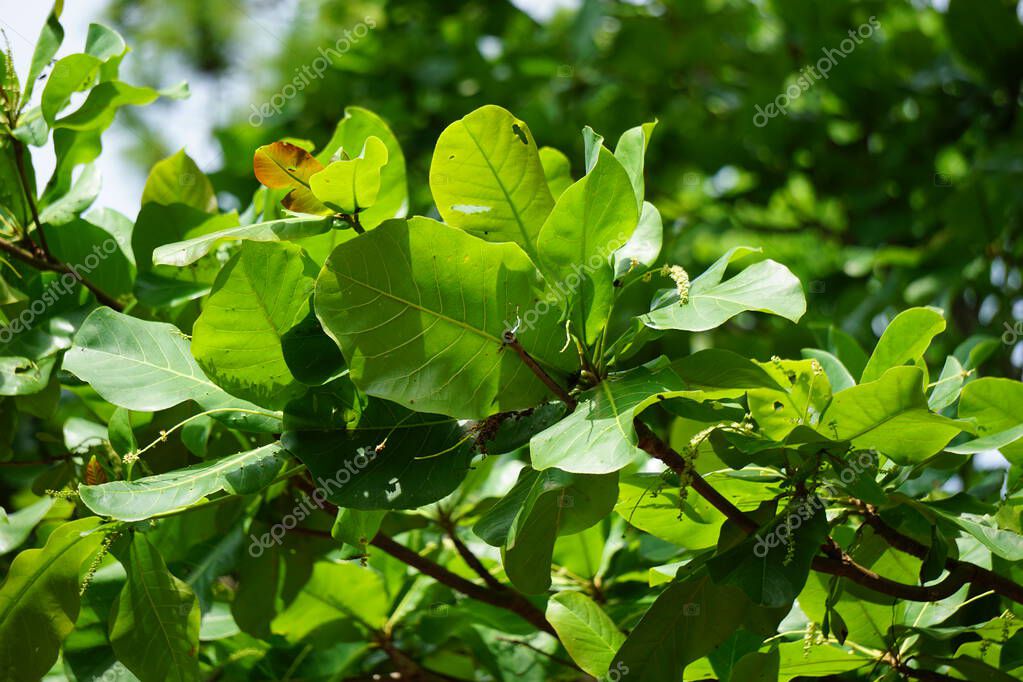 Terminalia catappa sobre la naturaleza. También se llama almendra ...