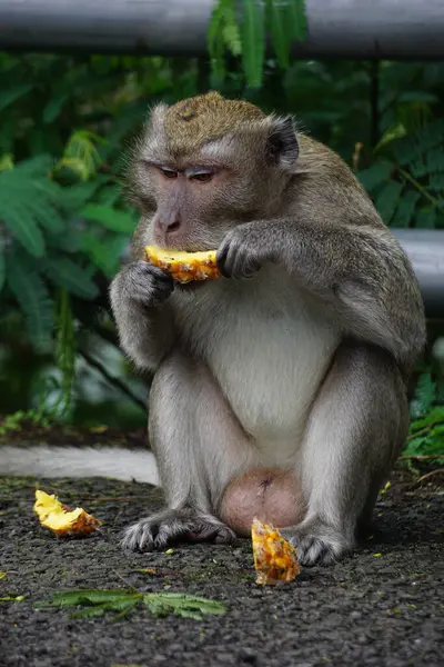 Favorite food of monkeys Stock Photos, Royalty Free Favorite food of ...