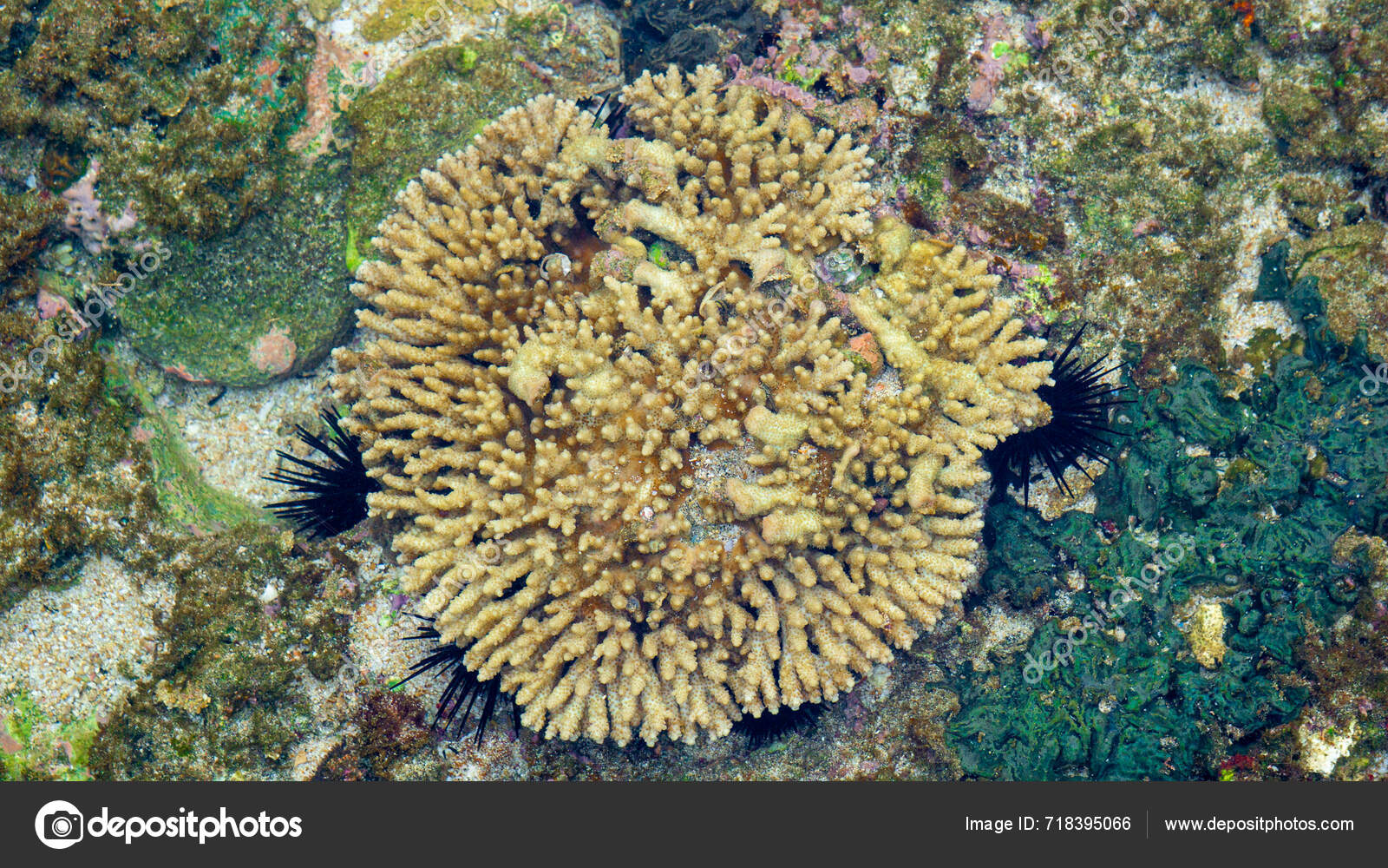 Coral Cerebral Nombre Común Dado Varios Corales Las Familias Mussidae ...