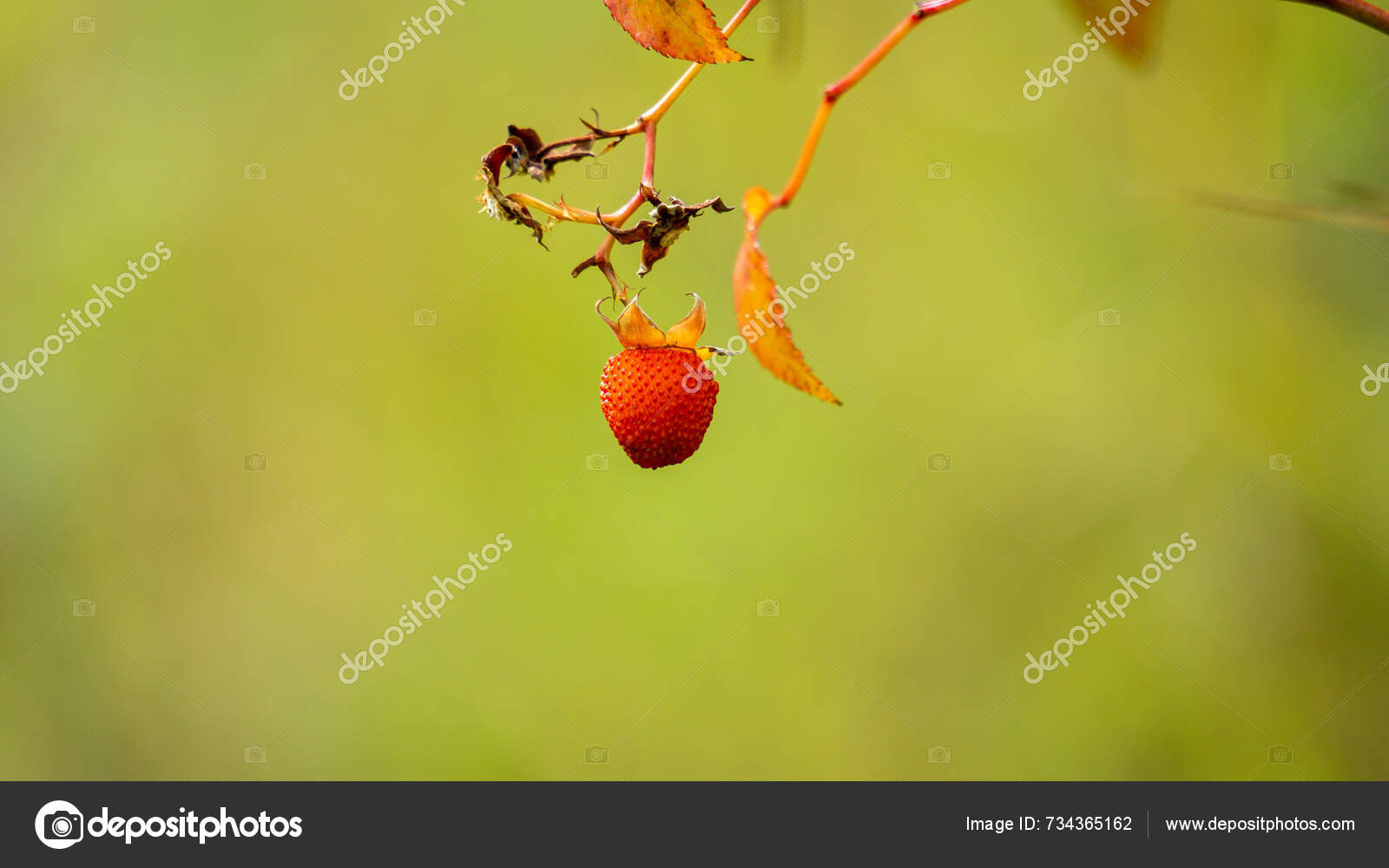 Rubus Probus Atherton Raspberry Wild Raspberry Fruit Fruits Edible ...