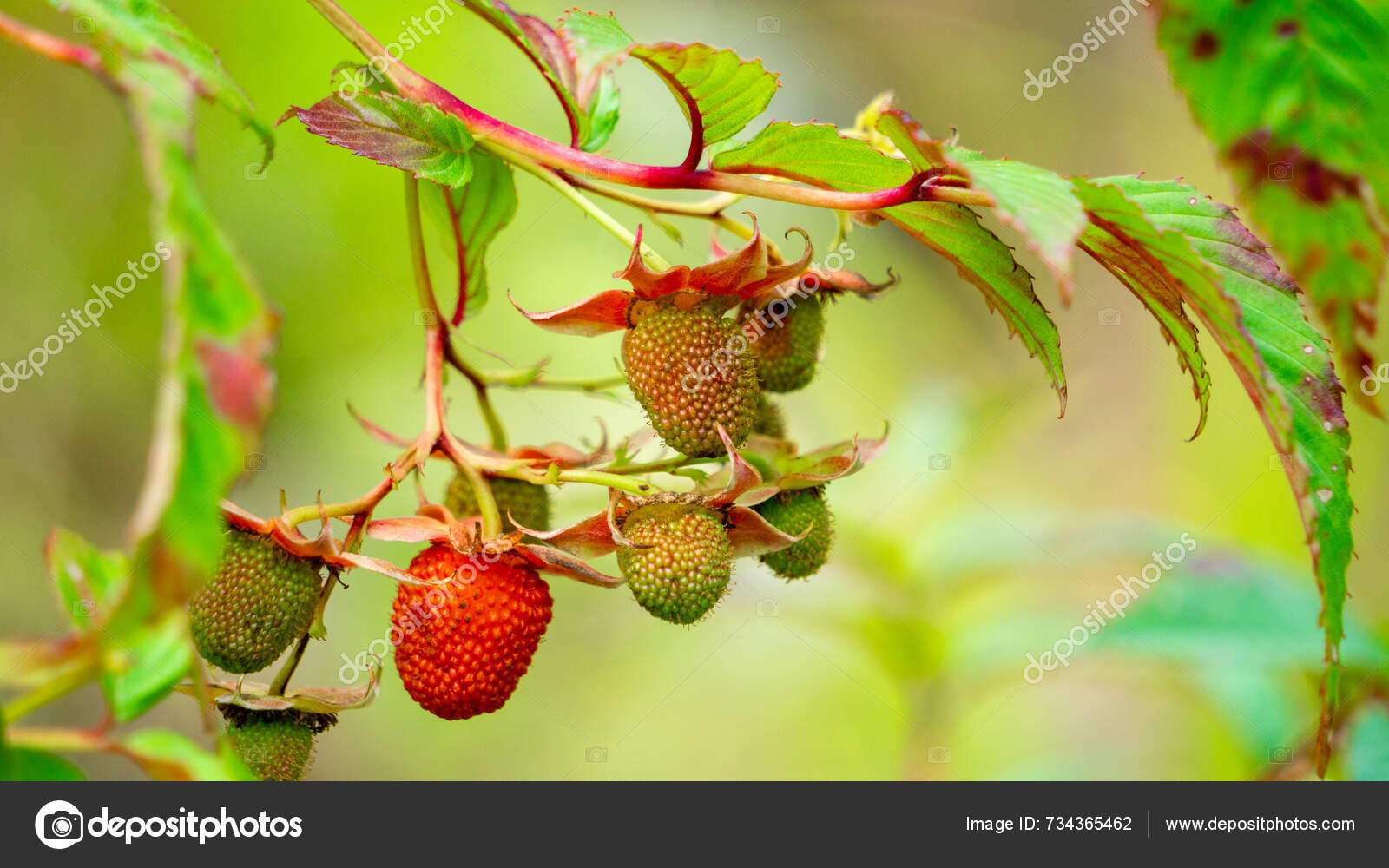 Rubus Probus Atherton Raspberry Wild Raspberry Fruit Fruits Edible ...