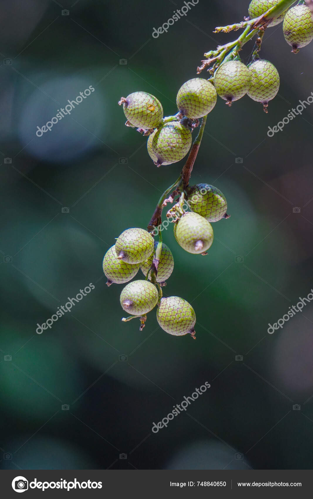 Ripe Rattan Fruit Manau Hoe Jernang Buah Ular Littuko Tree — Stock ...