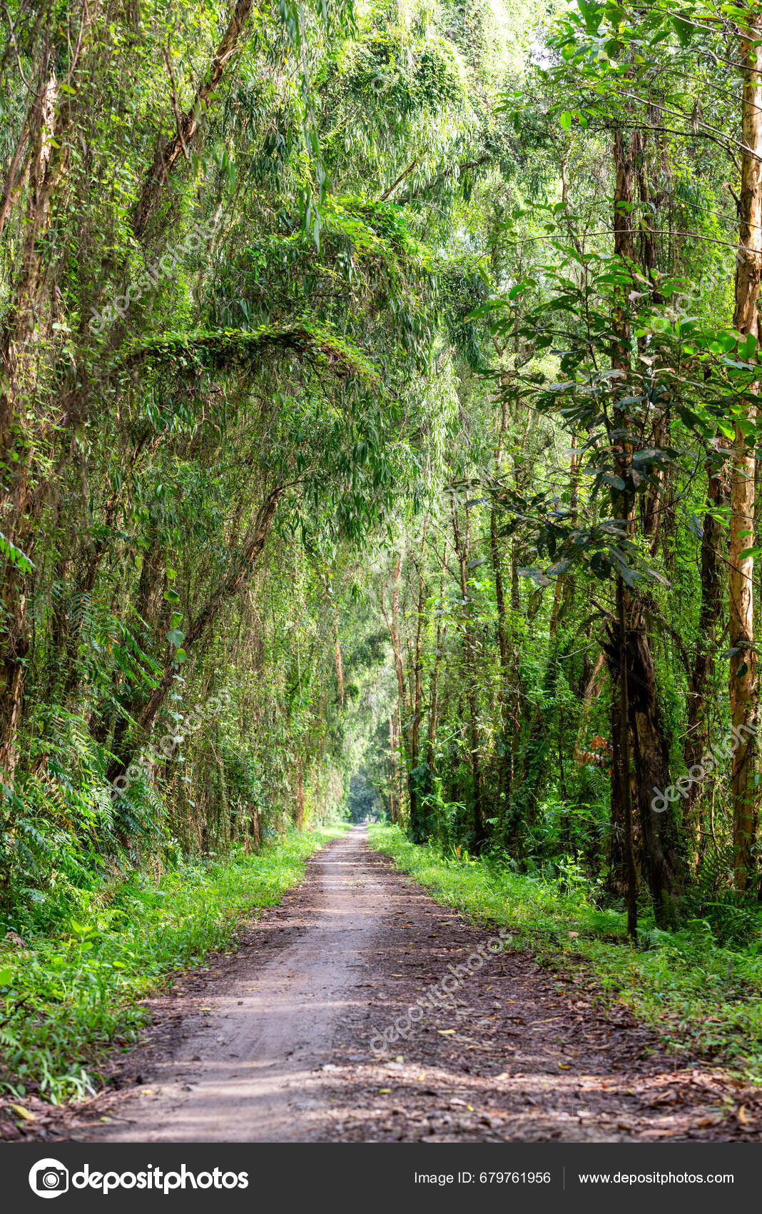 Tra Wälder Typisch Für Feuchtgebiete Ökosysteme Von Mangroven Reiche ...
