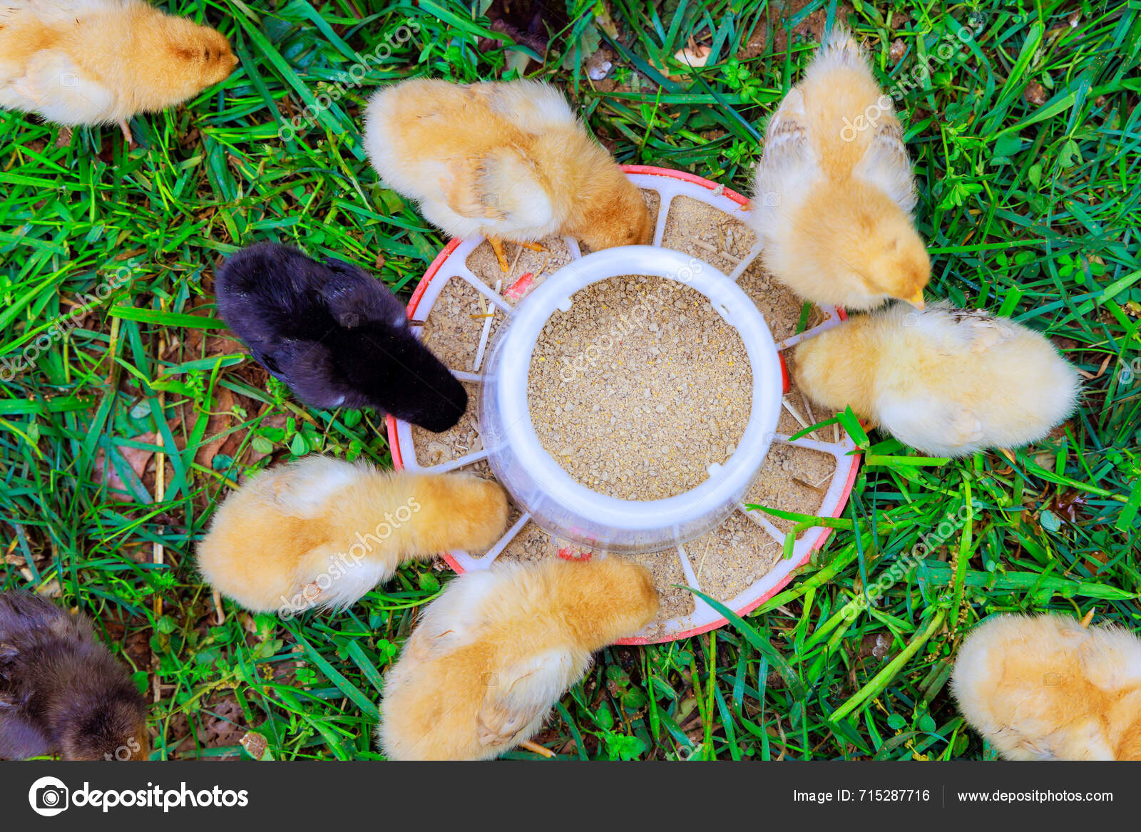Cute Little Chickens Eat Special Feeder Countryside — Stock Photo ...