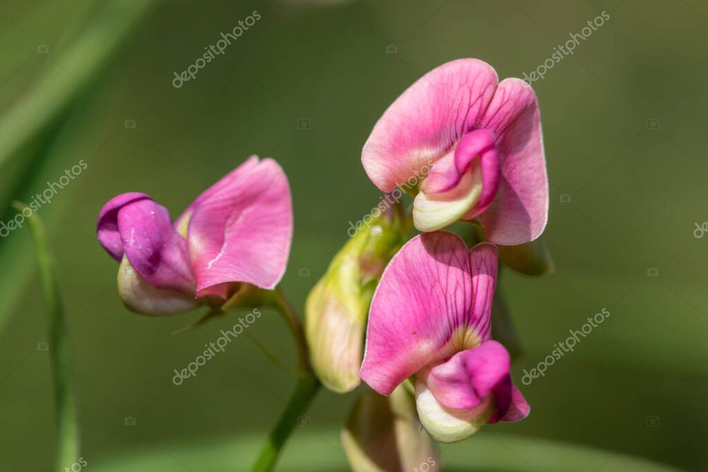 Primer plano de las flores eternas de guisante dulce (lathyrus ...