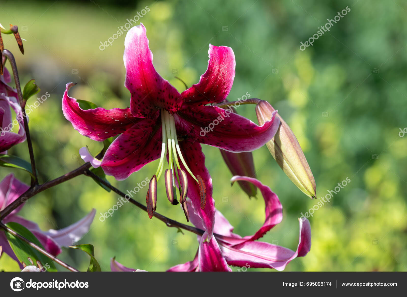 Close Japanese Lily Lilium Speciosum Flower Bloom — Stock Photo ...