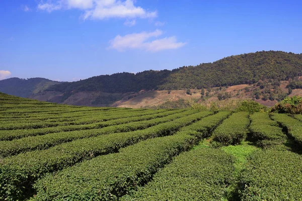 Fujian tea fields Stock Photos, Royalty Free Fujian tea fields Images ...