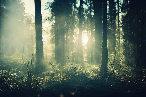 a forest with sun shining through the trees and grass on the ground and ...