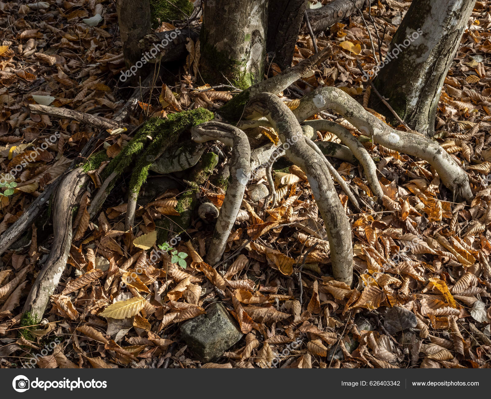 Strange Tree Roots Hoia Baciu Forest One Most Haunted Forest Stock ...