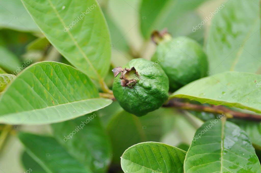 guayaba, MYRTACEAE o Psidium guajava Linn o semillas de guayaba 2023