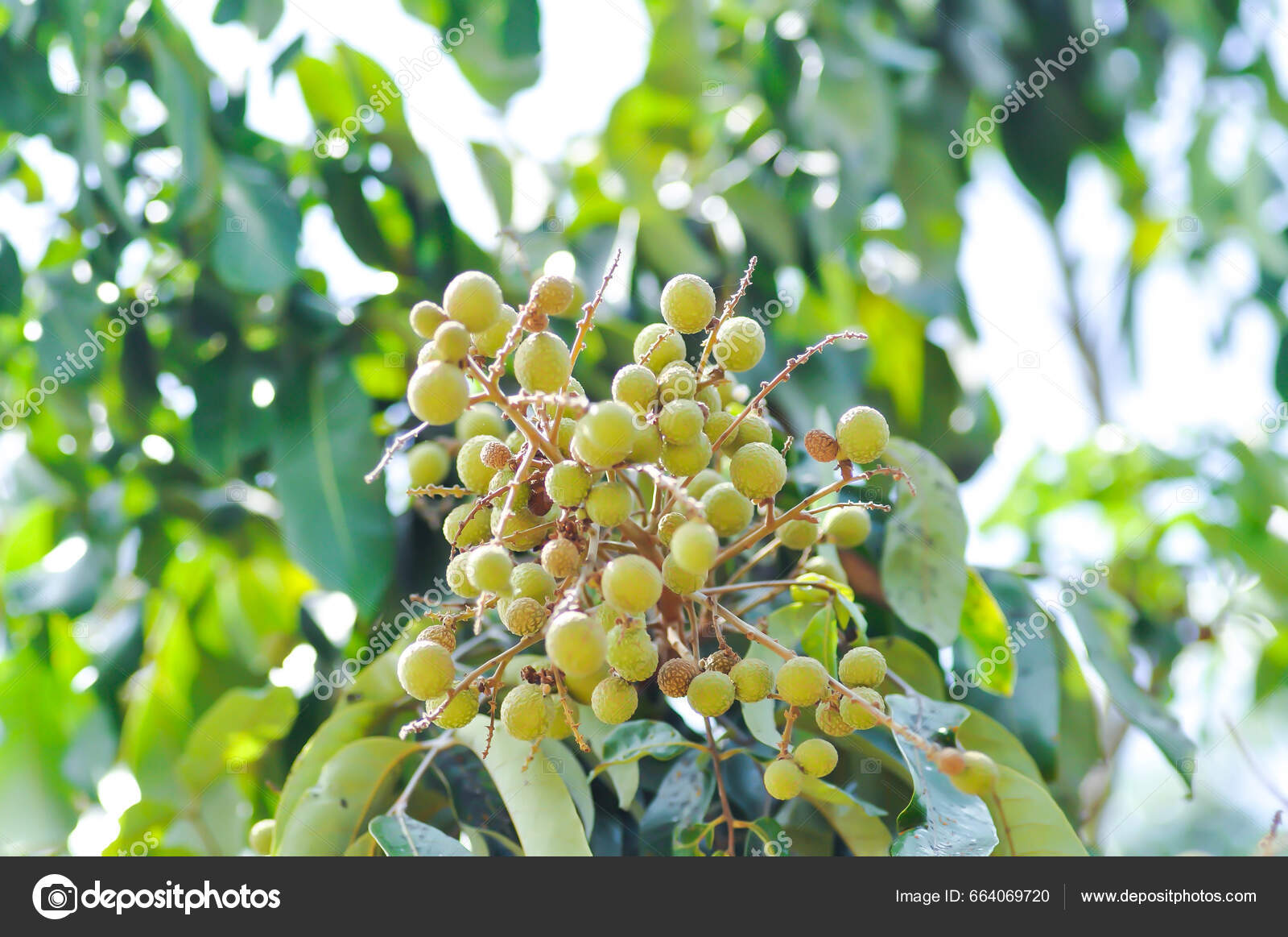 Longan Tree Fruit