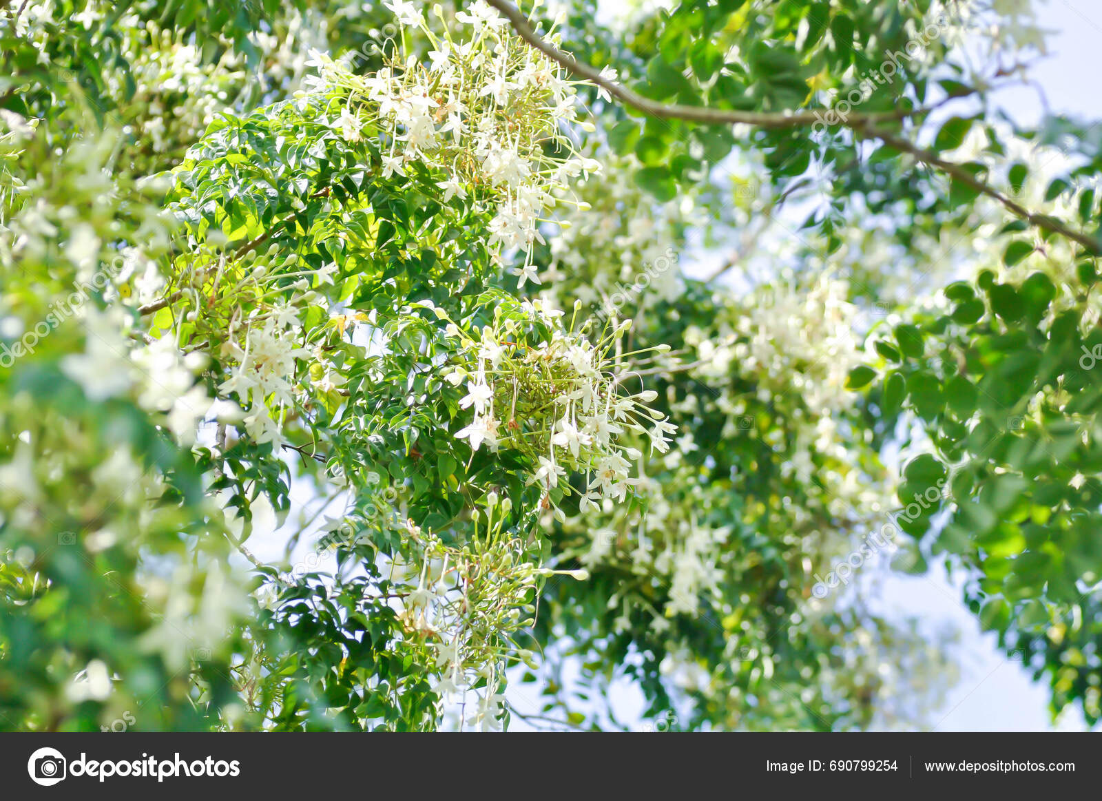 Cork Tree Indian Cork Tree Millingtonia Hortensis Linn Bignoniaceae ...