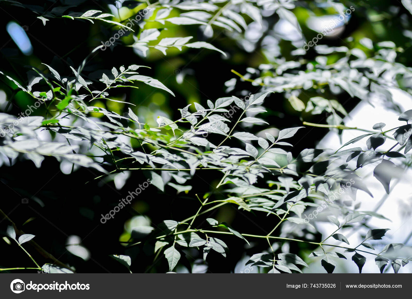 Cork Tree Indian Cork Tree Millingtonia Hortensis Linn Bignoniaceae ...