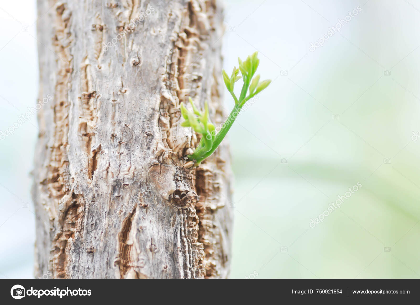 Bark Cork Tree Indian Cork Tree Millingtonia Hortensis Linn ...