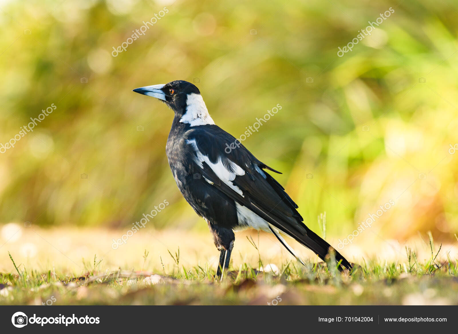 Australian Magpie Gymnorhina Tibicen Medium Sized Bird Dark Plumage ...