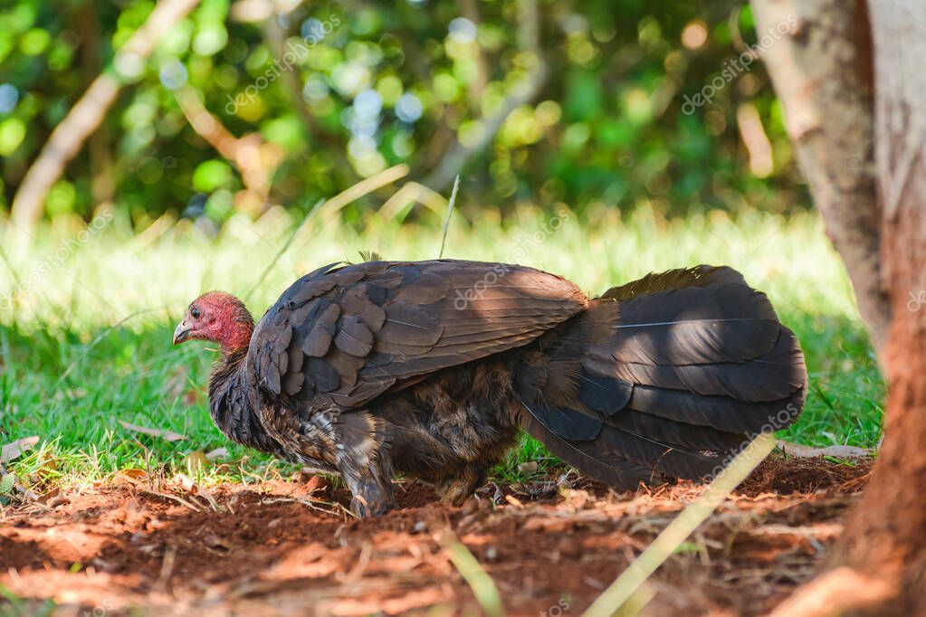 Pavo de cepillo australiano (Alectura lathami) un gran pájaro con ...
