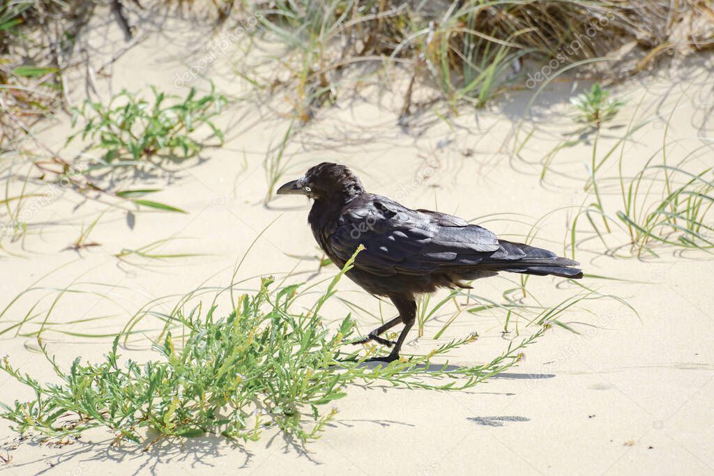 Cuervo australiano (Corvus coronoides) un ave de tamaño mediano con ...
