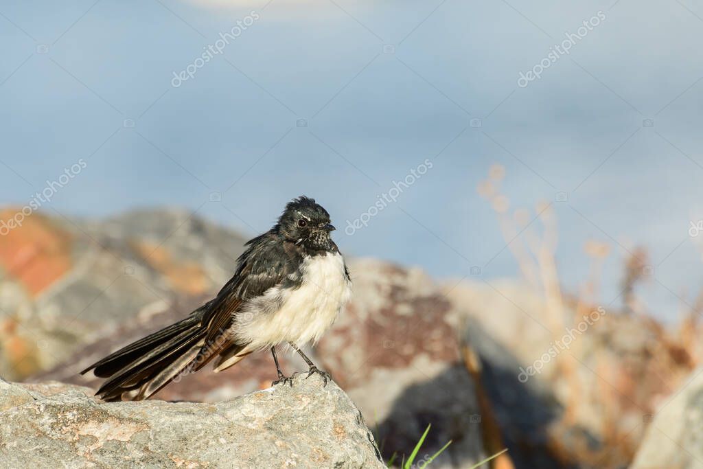 Willie wagtail (Rhipidura leucophrys) un peque o p jaro sentado en una ...