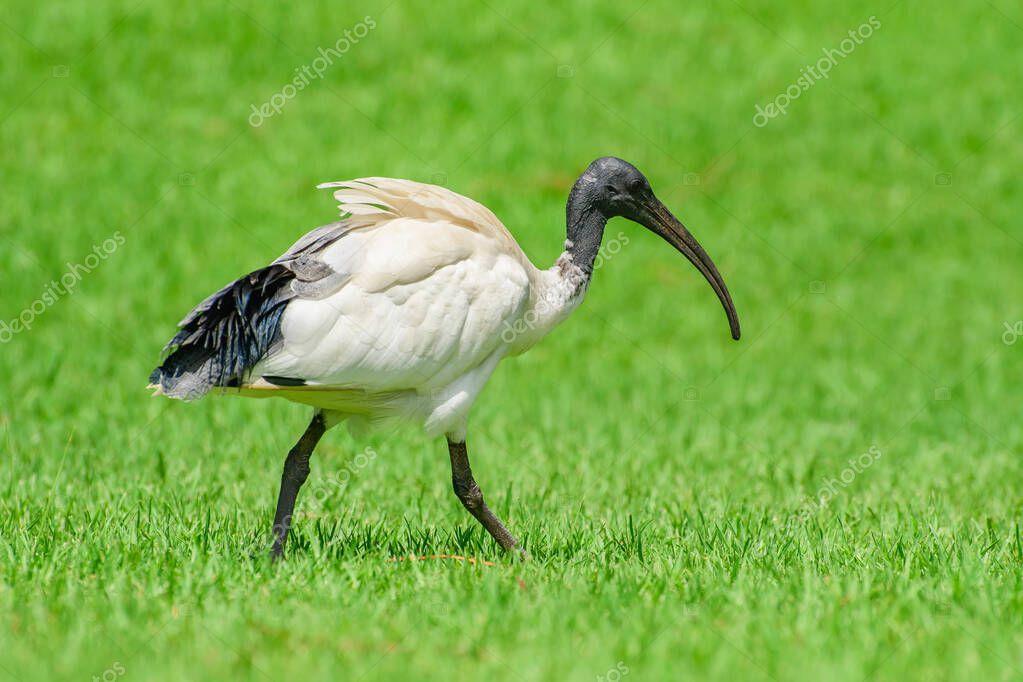 Ibis blanco australiano (Threskiornis molucca) un ave grande con una ...