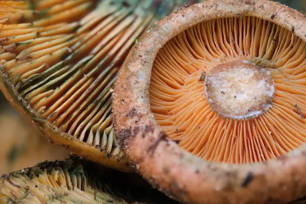 Primer plano de las setas Lactarius deliciosus, destacando las ...