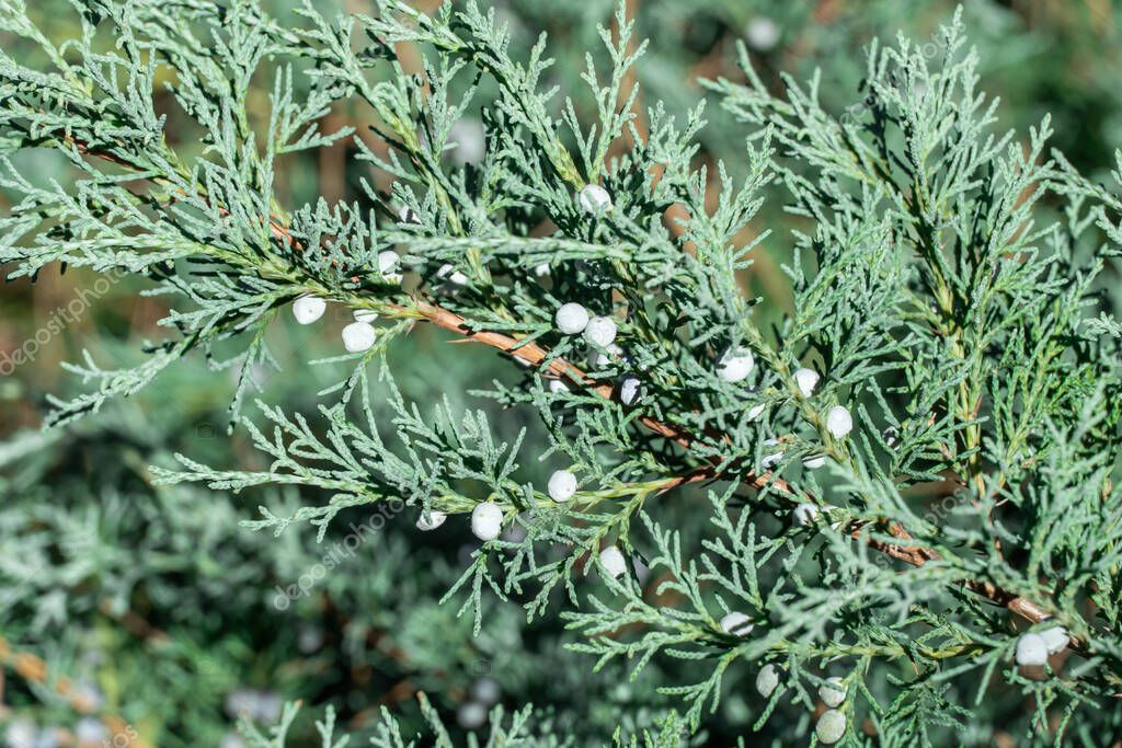 Jugosos conos de bayas azules en enebro horizontal en el jardín de ...