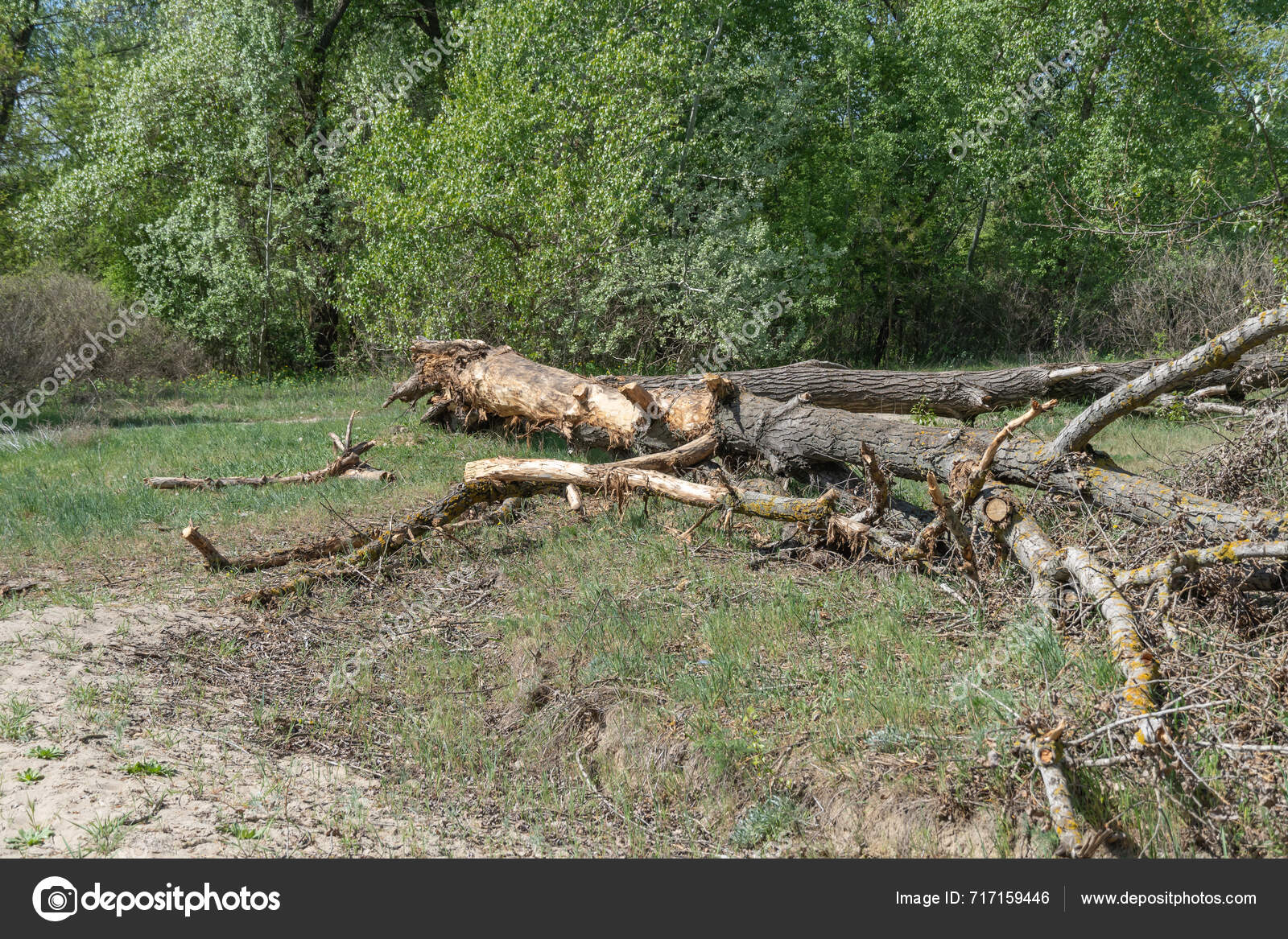 Árvore Seca Caída Floresta Primitiva Crescimento Antigo Tronco Podre ...