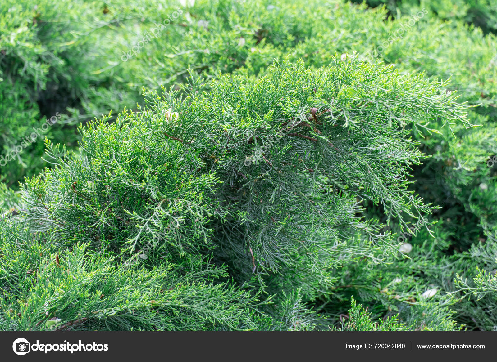 Green Seedlings Juniper Horizontal Grow Park Juniperus Horizontalis ...