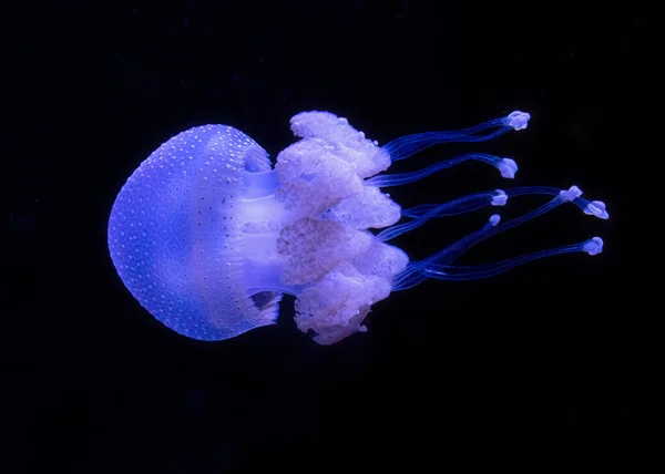 Black jelly Stock Photos, Royalty Free Black jelly Images | Depositphotos