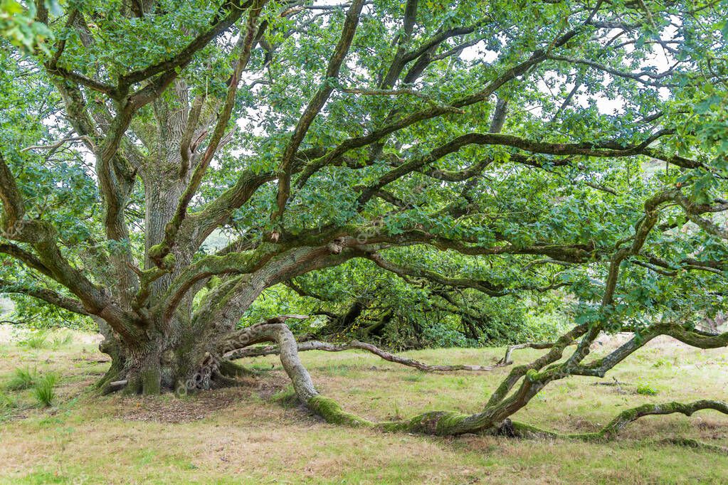 Old weeping oak tree covered with moss in Nature park Drouwenerzand at ...