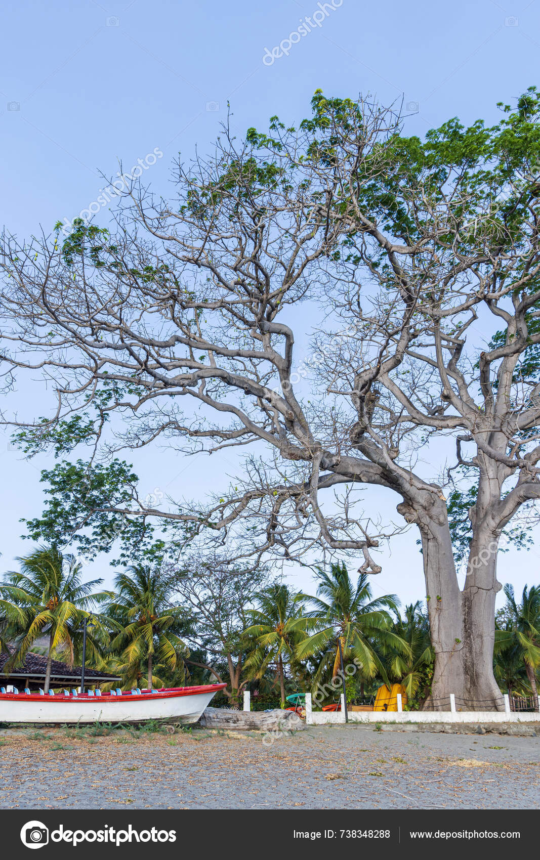 Impressionante Grande Árvore Manga Velha Barco Praia Ilha Vulcânica ...