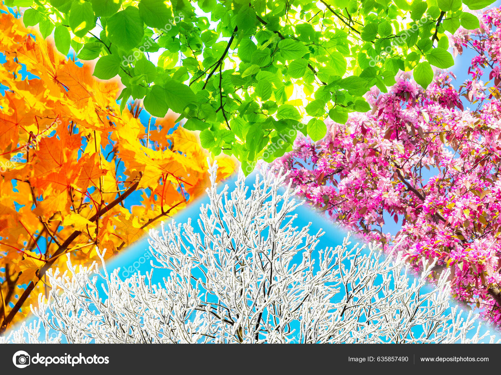 Collage Four Nature Tree Pictures Representing Each Season Spring ...