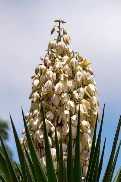 La flor de yucca fotos de stock, imágenes de La flor de yucca sin ...