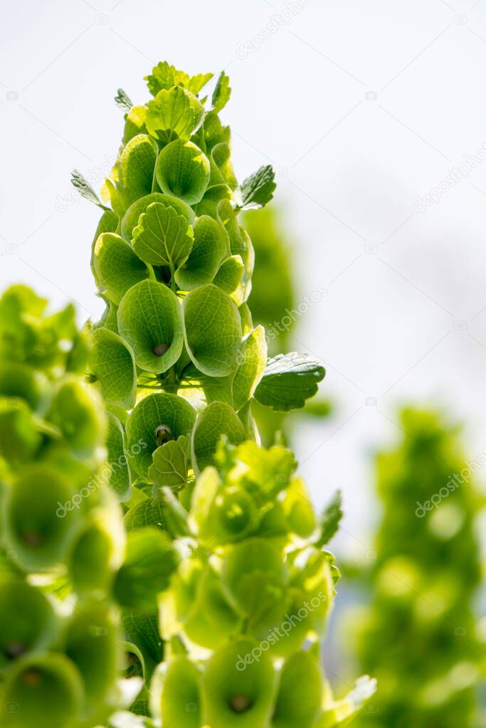 Moluccella laevis o Campanas de Irlanda o Molucca balmis o flor de ...