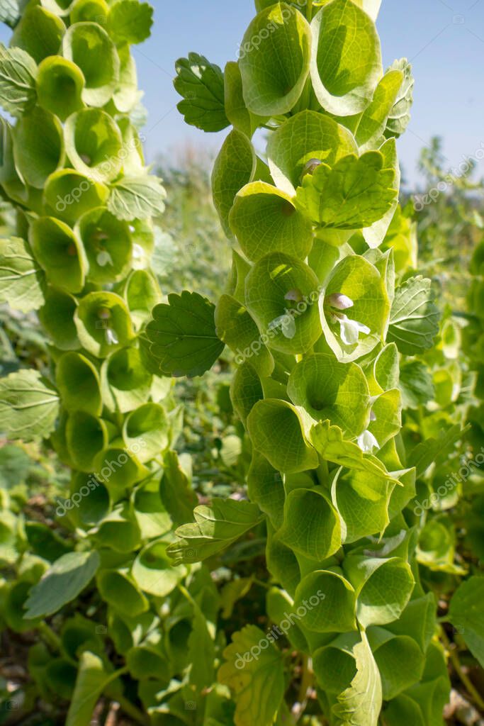 Moluccella laevis o Campanas de Irlanda o Molucca balmis o flor de ...