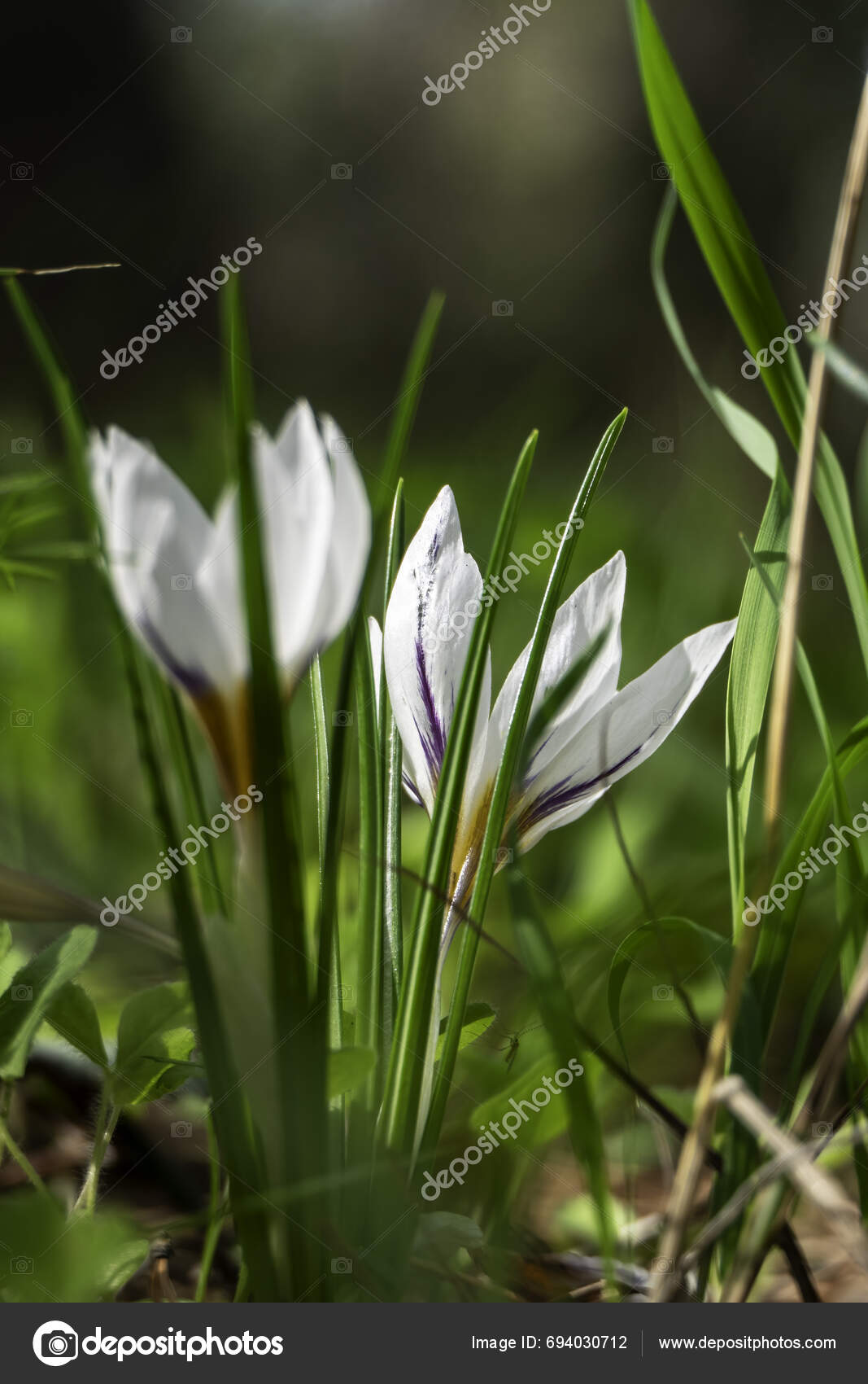 White Flowers Wild Crocus Aleppicus Barker Close Green Grass Rain Stock ...