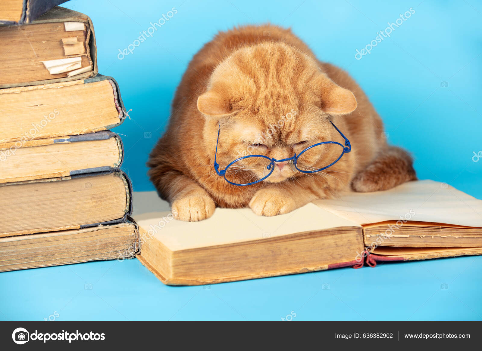 Clever Cat Book