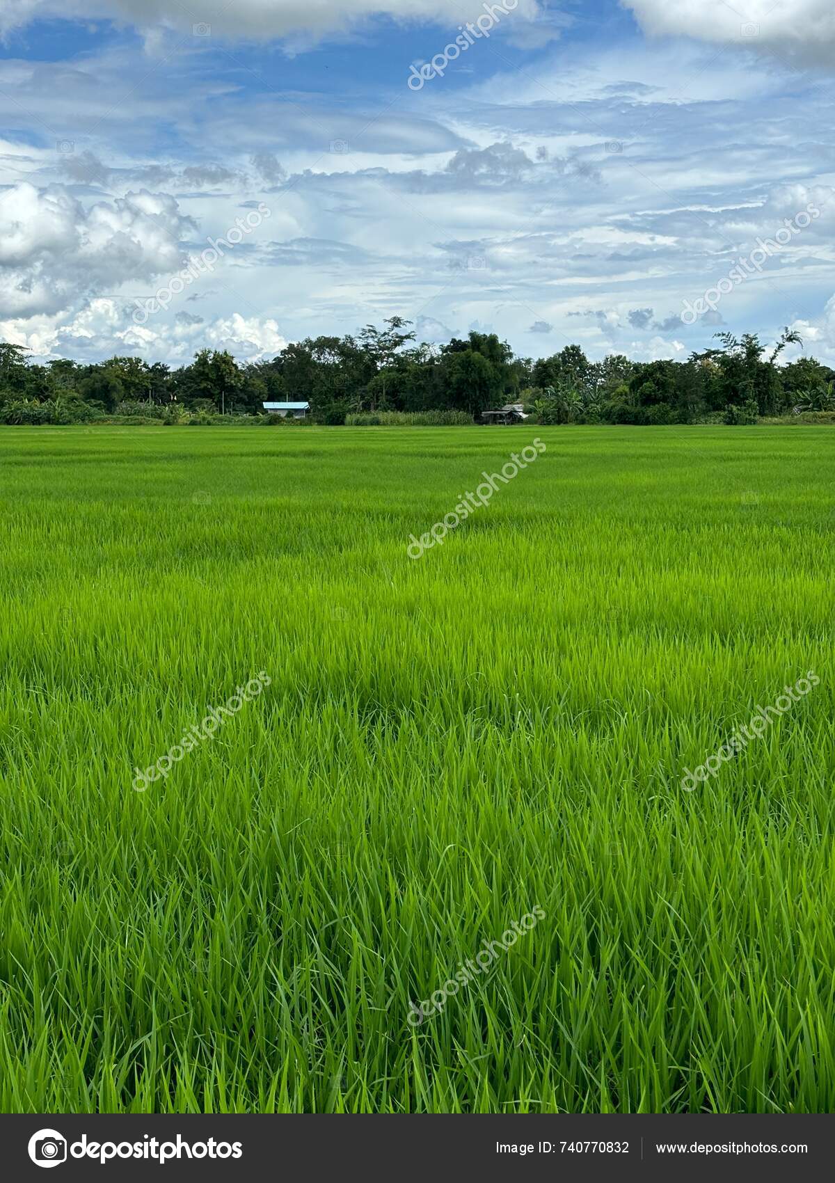 Rice Cultivation Fields Chiang Rai Northern Thailand Asia — Stock Photo ...