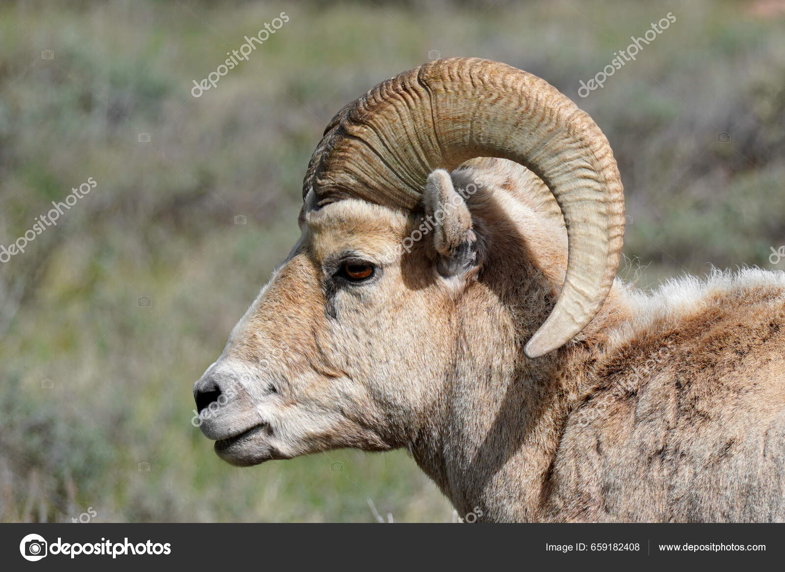 Ovis Canadensis