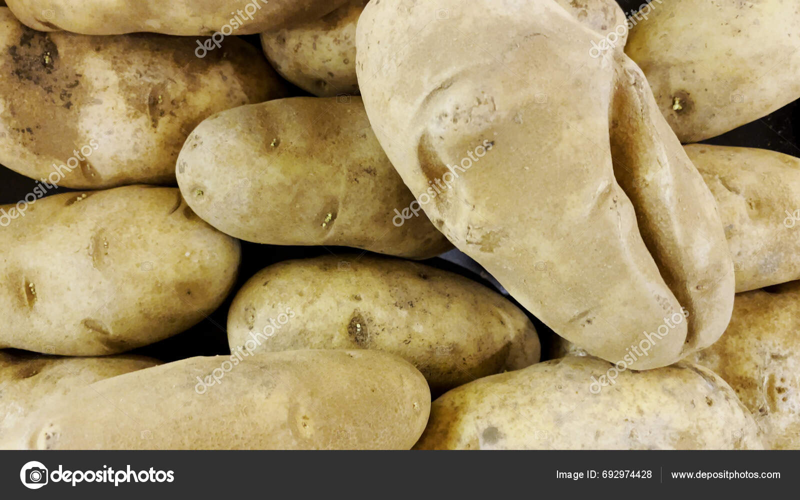 Raw Baking Potatoes Pile Display Sprouts Growing Produce Backgrounds ...
